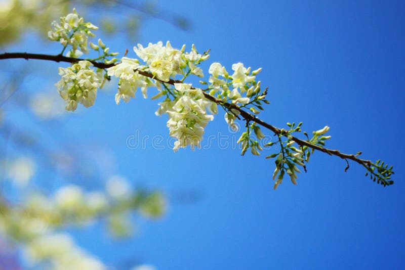 White flower stock photo. Image of nature, tree, white - 43635364
