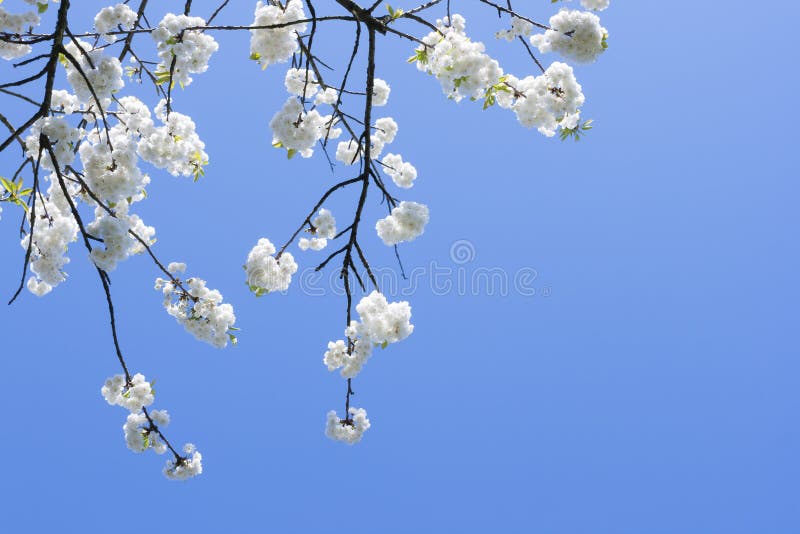 White Flower in a branch stock photo. Image of branches - 44642950