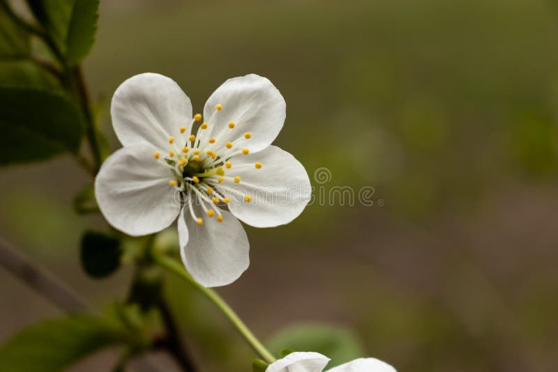 White flower on branch stock image. Image of shadows - 148065423