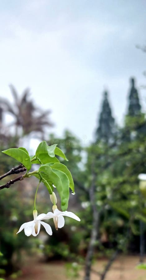 White Flower on Branch with Rain Droplets on Leaves Stock Image - Image ...