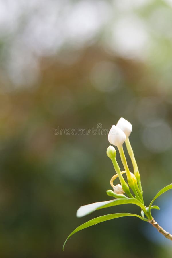 White flower bud stock image. Image of blooming, exotic - 69298627