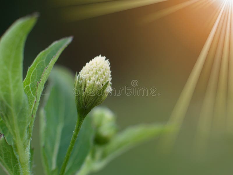 White flower bud stock image. Image of bright, macro - 72079453