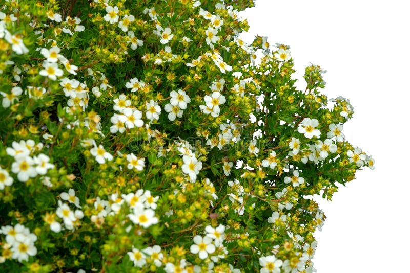 Pink Flower Bush Isolated on White Background Stock Image - Image of ...