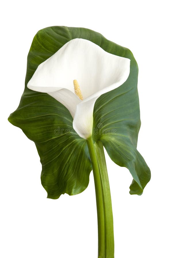Flower Calla Colored Background Frame Summer Stock Image - Image of ...
