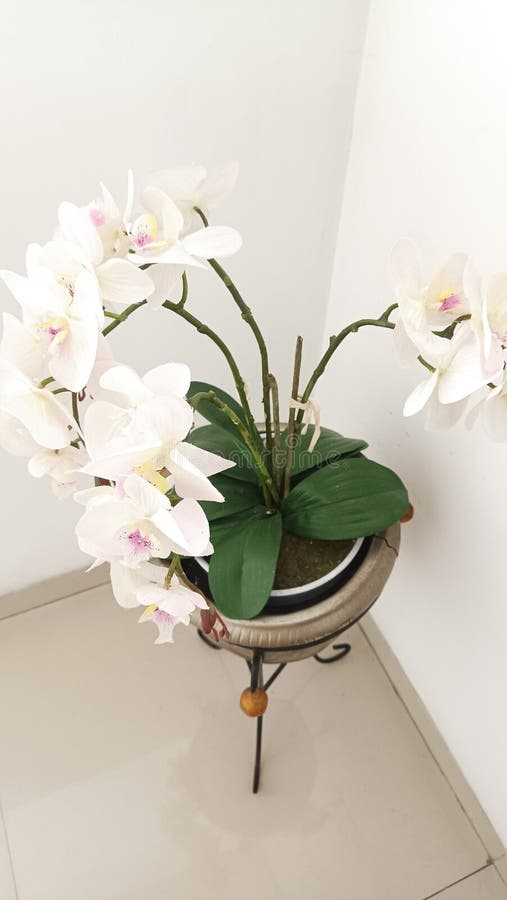 White Flower Called Anggrek Stock Photo - Image of flower, natural ...