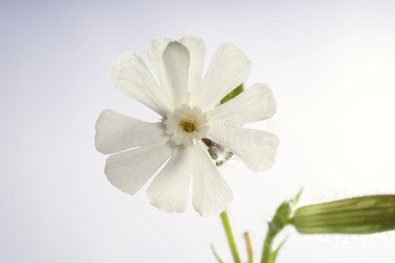 White Flower of White Campion Close-up. Silene Latifolia or Bladder ...
