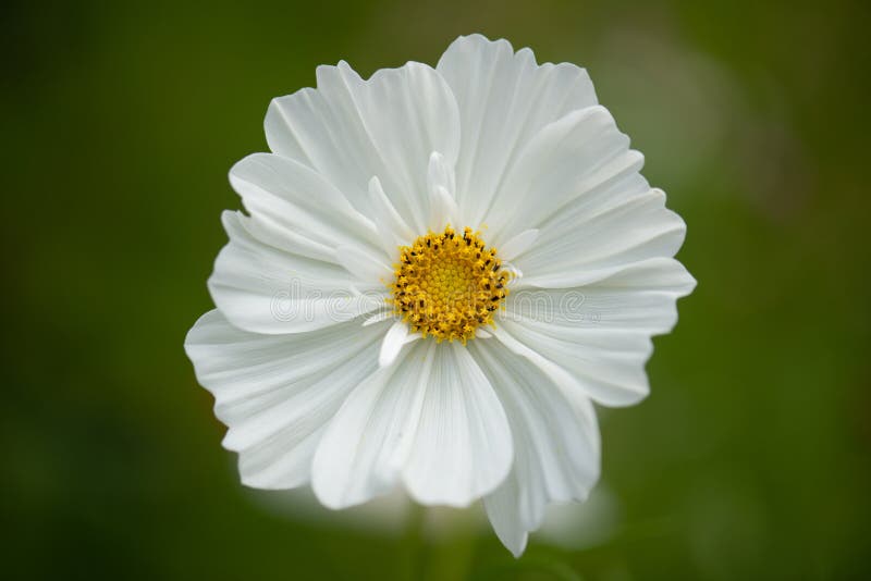 White flower centre stock photo. Image of closeup, stamen - 164272652