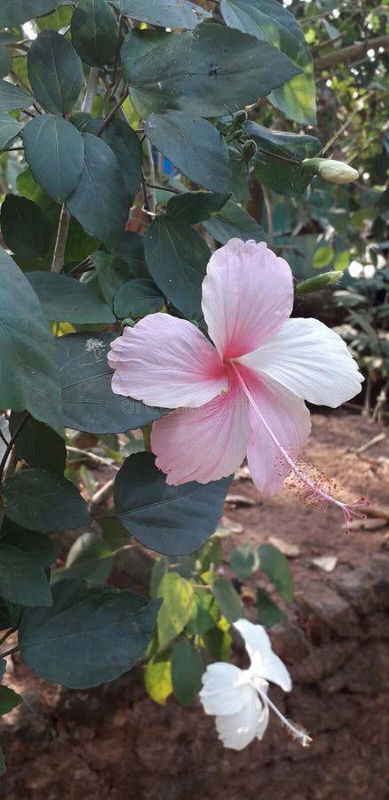 Chembarathi flower. stock image. Image of flower, nice - 136340247