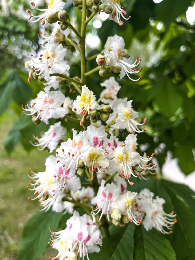 White Flower of a Chestnut Tree in the Spring in the City Stock Image ...