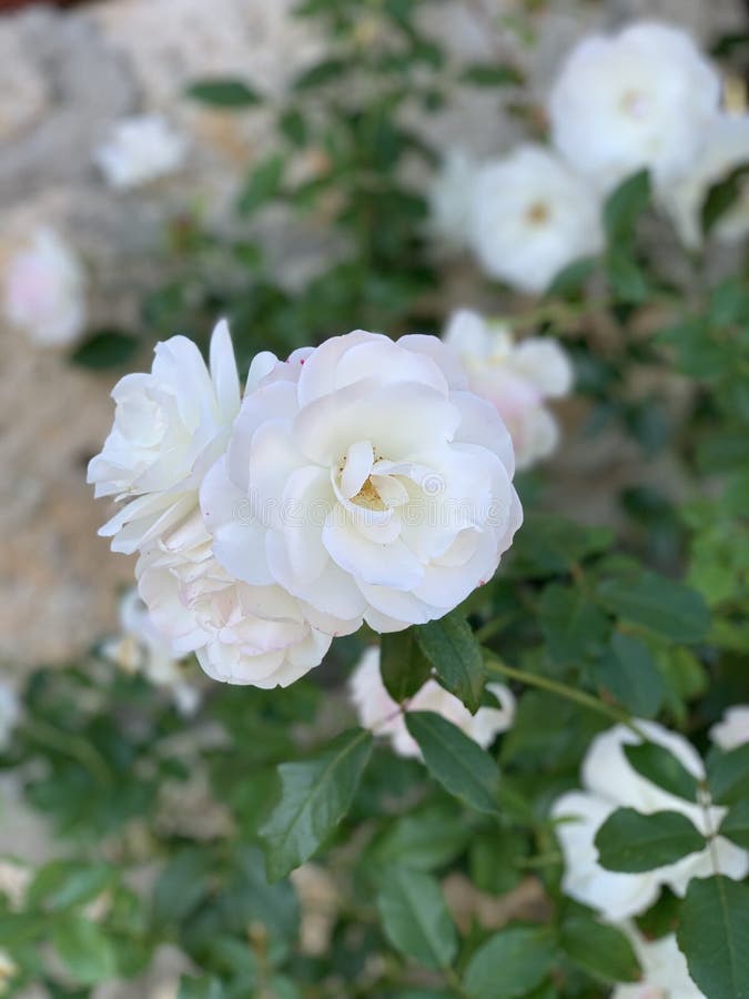 White flower stock photo. Image of white, life, nature - 179917016