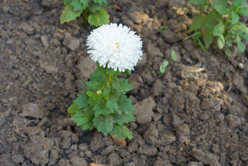 1 White Flower of China Aster in September Stock Photo - Image of head ...
