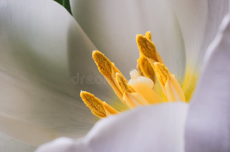 White flower stock image. Image of botany, flower, beautiful - 123396885