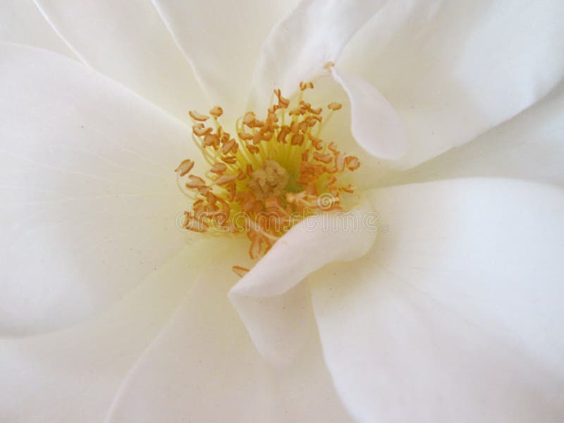 White Flower. stock photo. Image of love, blossoming - 85561440