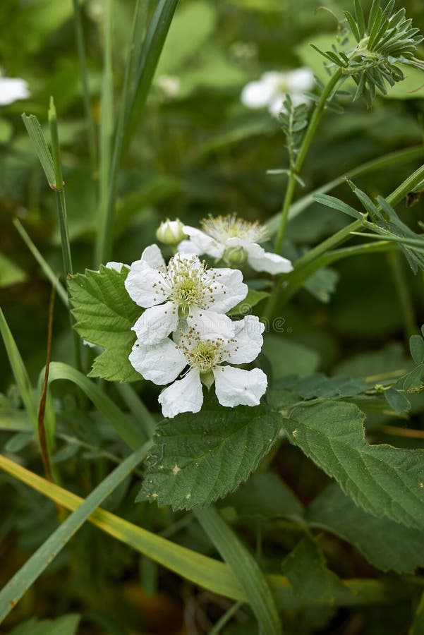 Rubus caesius in blom stock image. Image of bloom, springtime - 197305591