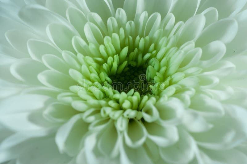 White flower. stock image. Image of composition, yellow - 102951909