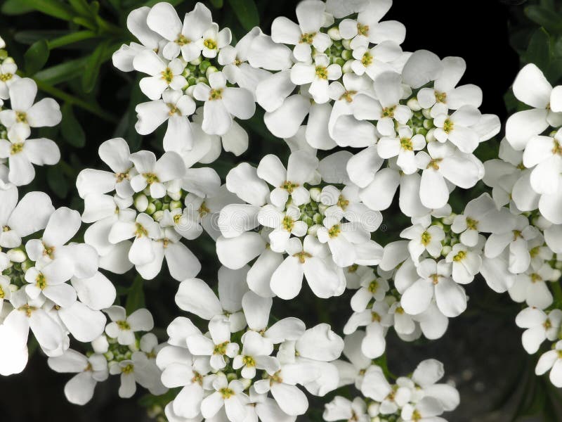 White Touch Me Not Flower Picture. Image: 115774012