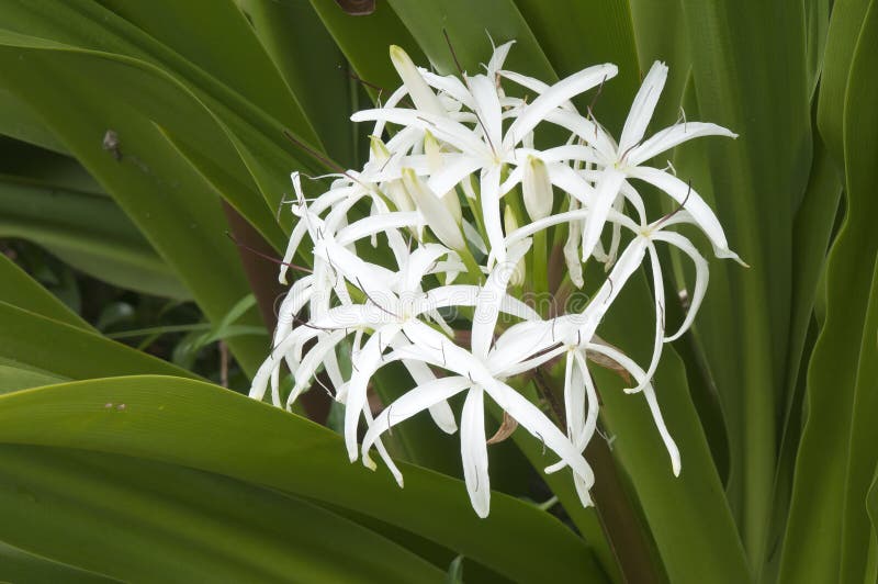 White Flower Cluster Of A Crinum Pedunculatum Or Swamp Lily Stock Image Image Of Outdoor Lily