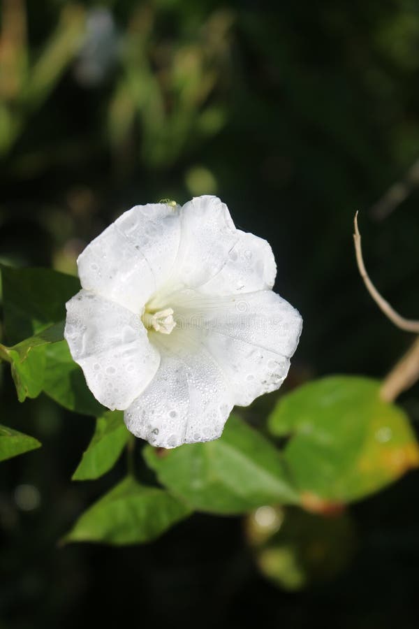 Convolvulus Flower Drops Rain Stock Photos - Free & Royalty-Free Stock ...