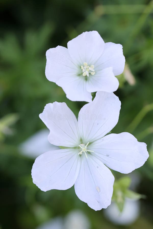 White Flower of a Cranesbill Geranium Stock Photo - Image of fragile ...