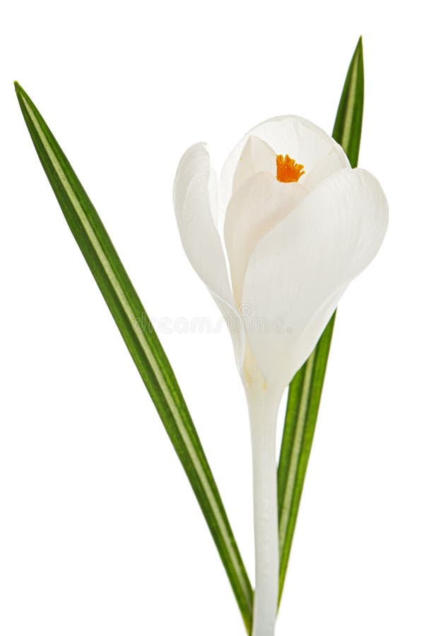 White Flower of Crocus, Isolated on White Background Stock Image ...