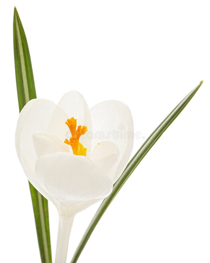White Flower of Crocus, Isolated on White Background Stock Photo ...