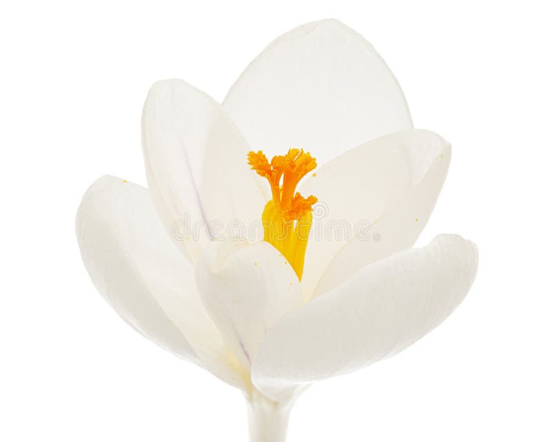 White Flower of Crocus, Isolated on White Background Stock Photo ...