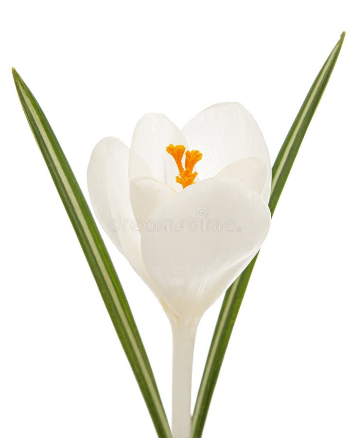 White Crocus Flower with Blue Stripes, Isolated on Black Background ...