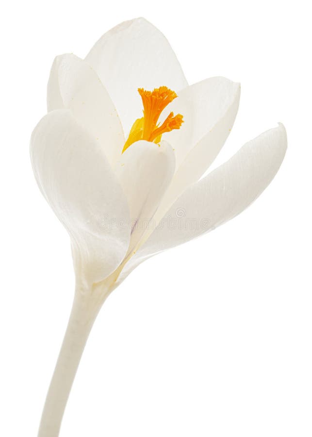 White Crocus Flower with Blue Stripes, Isolated on Black Background ...