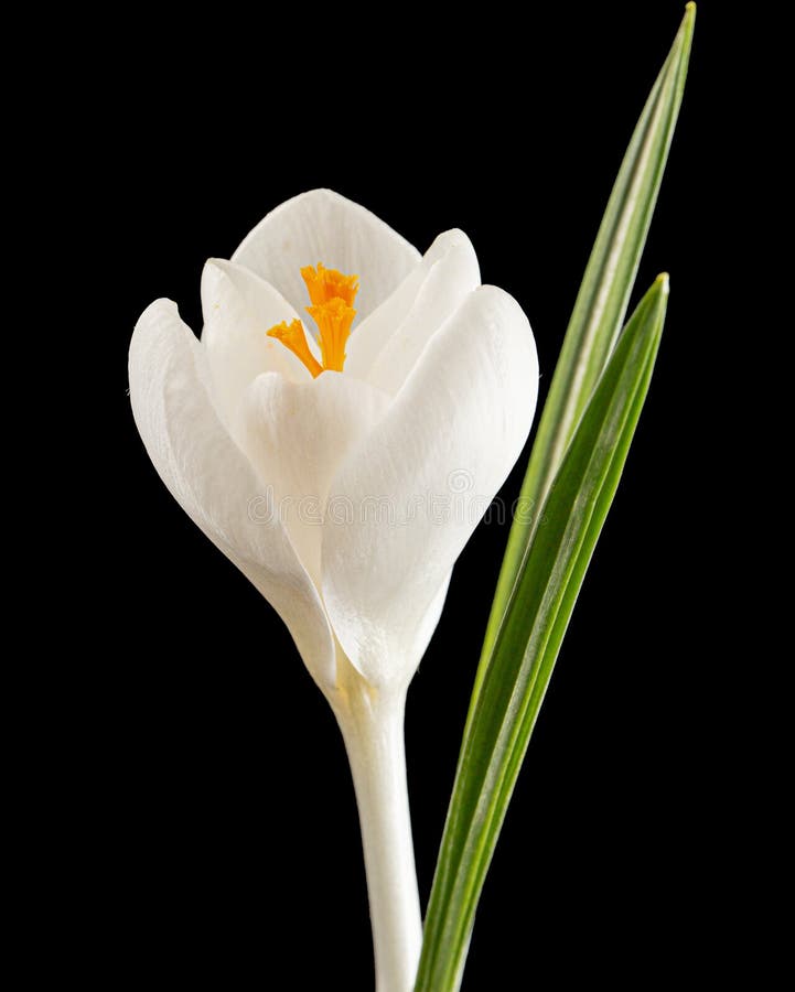 White Flower of Crocus, Isolated on Black Background Stock Image ...