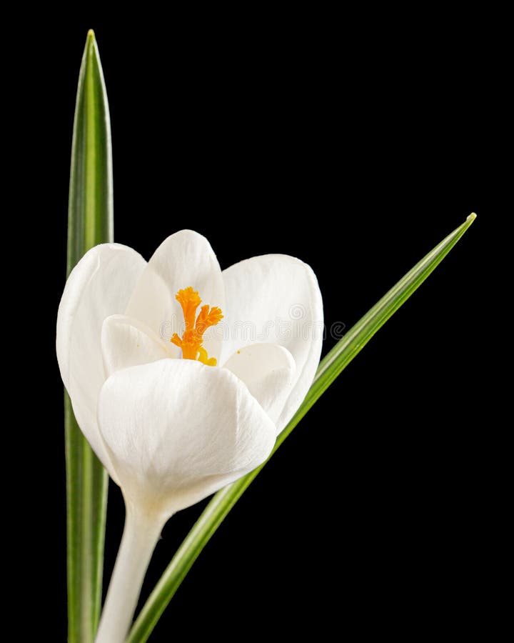 White Crocus Flower with Blue Stripes, Isolated on Black Background ...