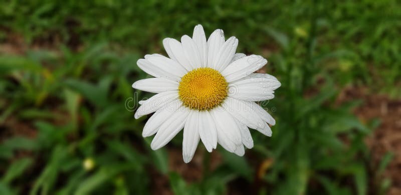 White Flower Daisy Fully Bloom Stock Photo - Image of flower, white ...