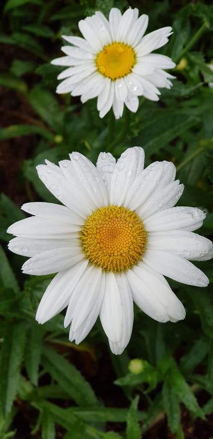 White Flower Daisy Fully Bloom Stock Image - Image of flower, bloom ...