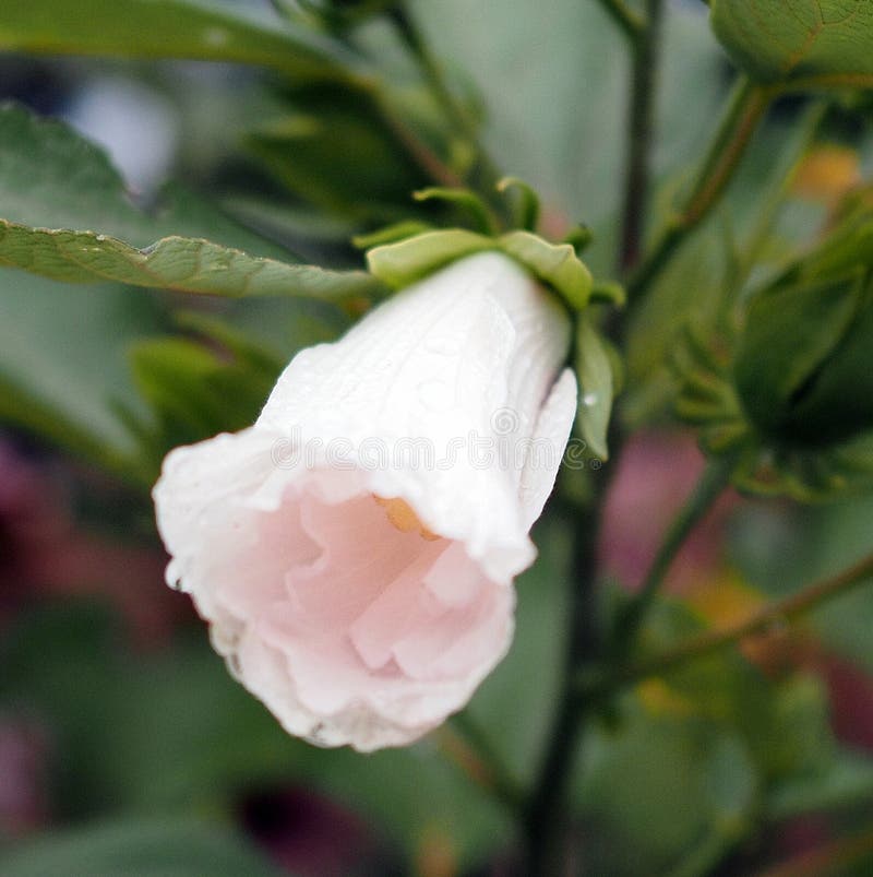 This White Flower is Drooping in the Garden. Stock Image - Image of ...