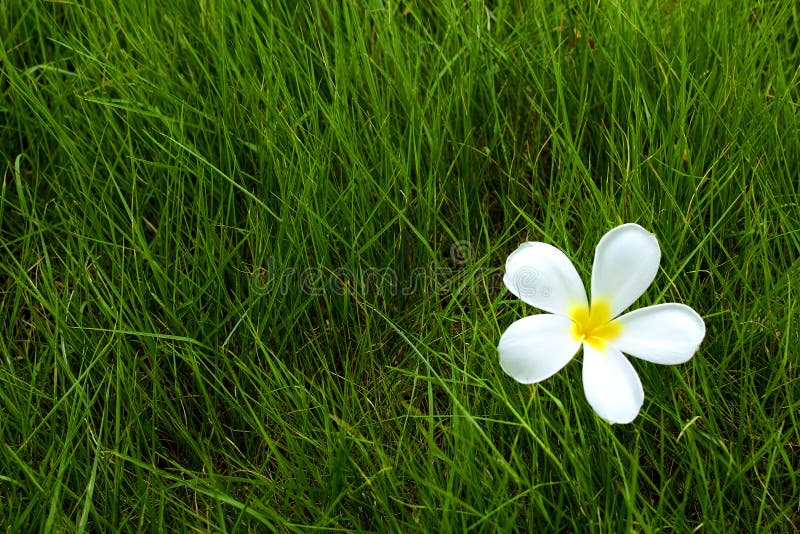 Dew Dropped Flower in Istanbul Stock Image - Image of yellow, beautiful ...