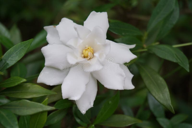 Whiter Flower Grows Forest. Harbinger Spring Stock Photo - Image of ...