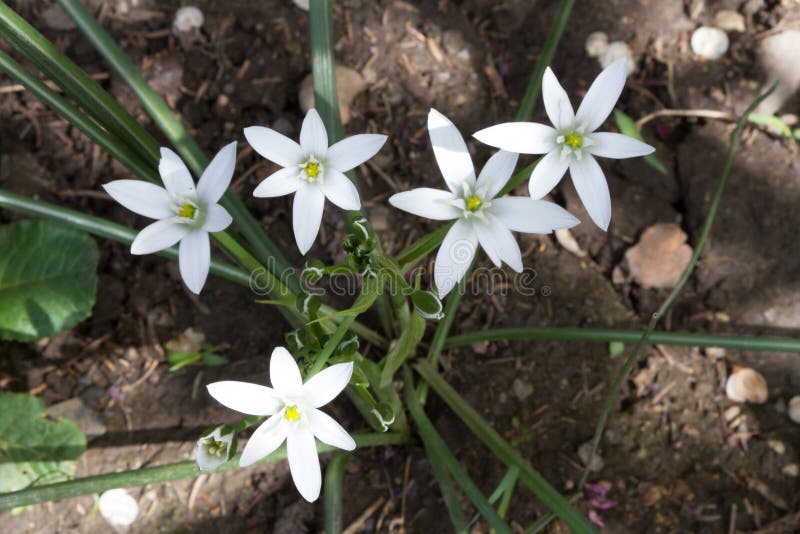White flower Edelweiss stock image. Image of outdoors - 70471377