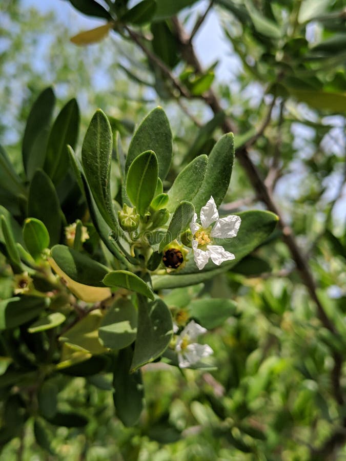 White Flower at Edge of the Sea Stock Image - Image of edge, flower ...