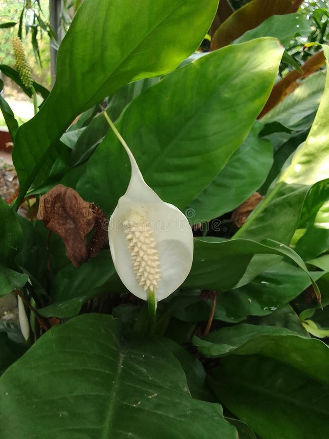 White Flower is Eternal Love, Innocence, and Trust Stock Image - Image ...