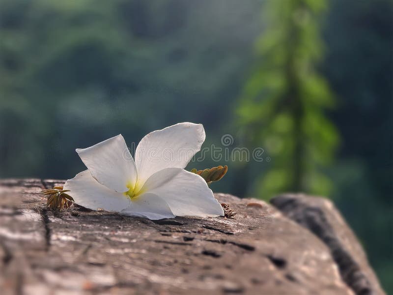 Red flower fall in water stock image. Image of plant - 29108171
