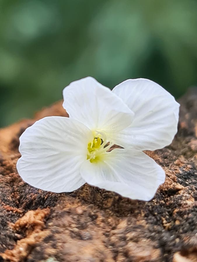 White Flower Fall To the Ground Stock Image - Image of bloom, nature ...
