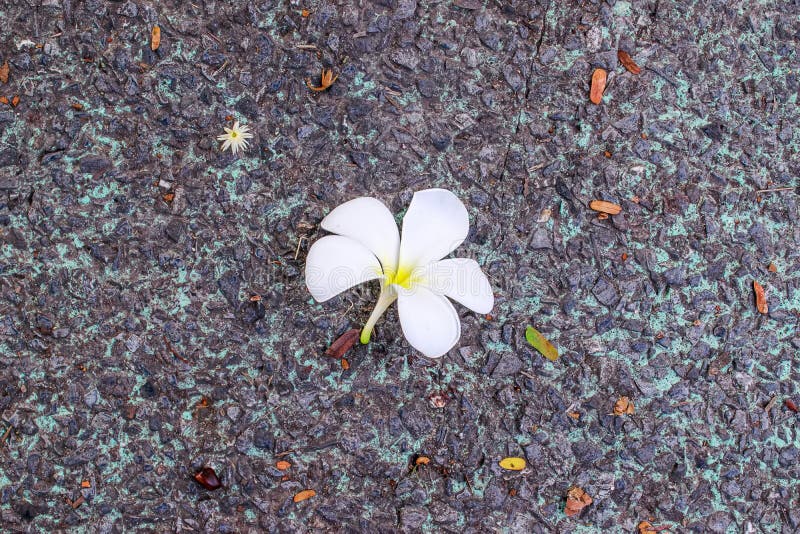 Flower fall to the ground stock image. Image of bright - 110750669