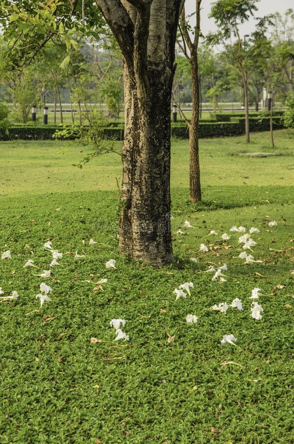 White flower fall stock image. Image of white, park, green - 54284277