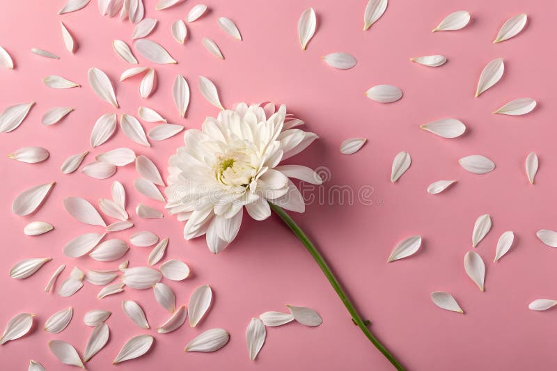 White Flower with Fallen Petals Stock Illustration - Illustration of ...