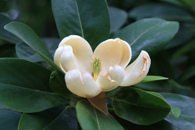 Ficus flower poted flowers stock image. Image of ficus - 16816417