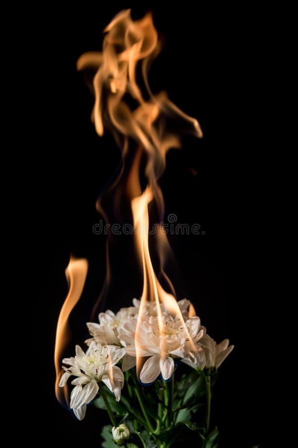 White flower on fire stock photo. Image of abstract, smoke - 76009614