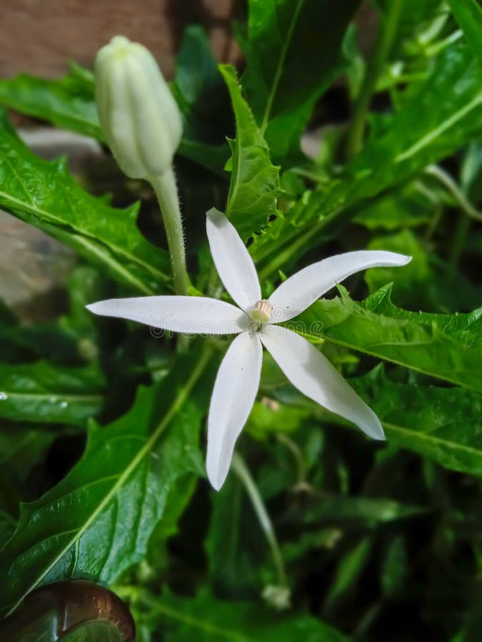White Flower with Five Petals Stock Photo - Image of shrub, plant ...