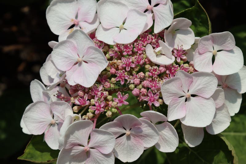 White Flower of Flowering Hydrangea- Stock Photo - Image of floral ...