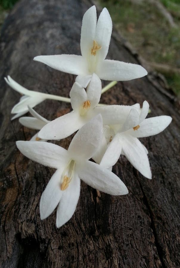 White flower stock image. Image of timber, white, flowers - 80947595