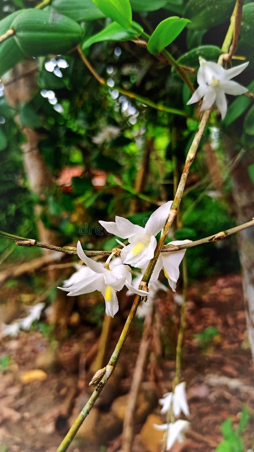 White Flower in Forest, Central Java, Indonesia Stock Photo - Image of ...