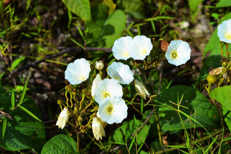 White flower in forest stock photo. Image of wallpaper - 96260516